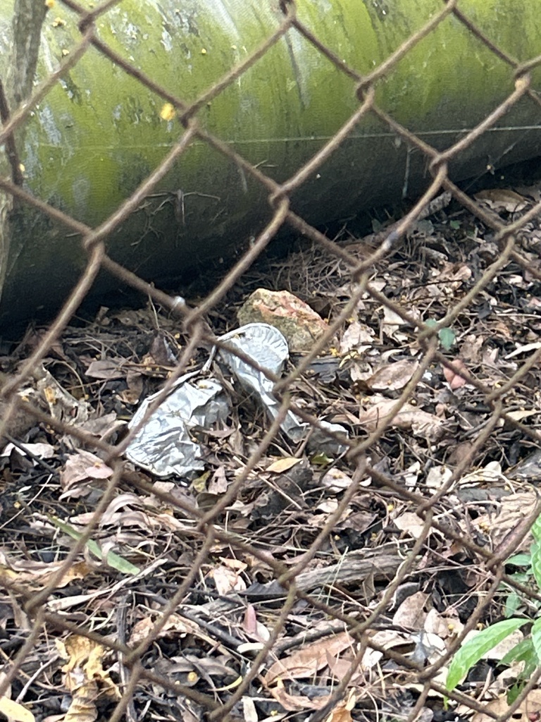 Burmese Python in May 2024 by jadevz · iNaturalist