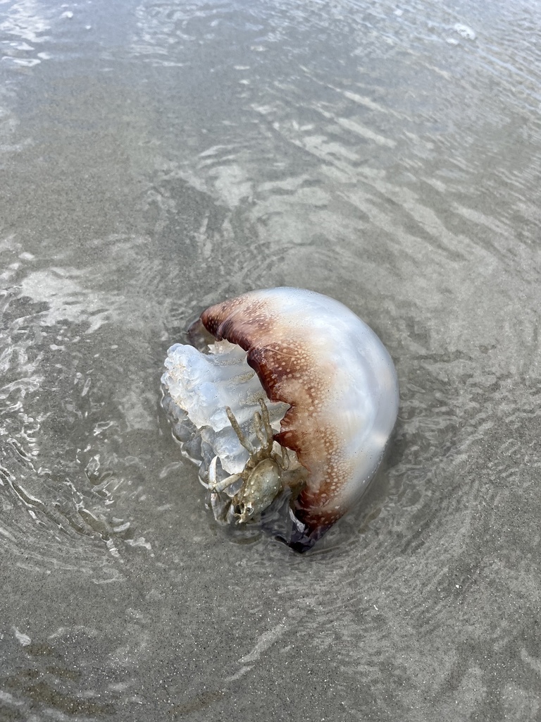 Portly Spider Crab from Folly Island, Folly Beach, SC, US on May 15 ...
