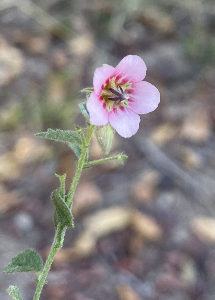 Hermannia boraginiflora from Maruleng, Hoedspruit, LP, ZA on May 7 ...