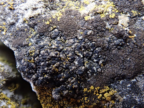 Toninia verrucarioides · iNaturalist