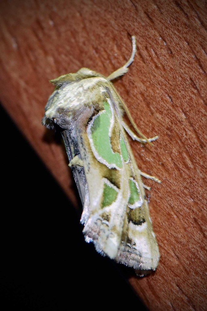 Green-blotched Moth from 25 Meerup St, Northcliffe WA 6262, Australia ...