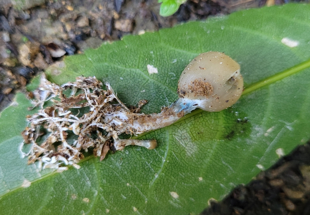 Psilocybe weraroa in May 2024 by colindomnauer · iNaturalist