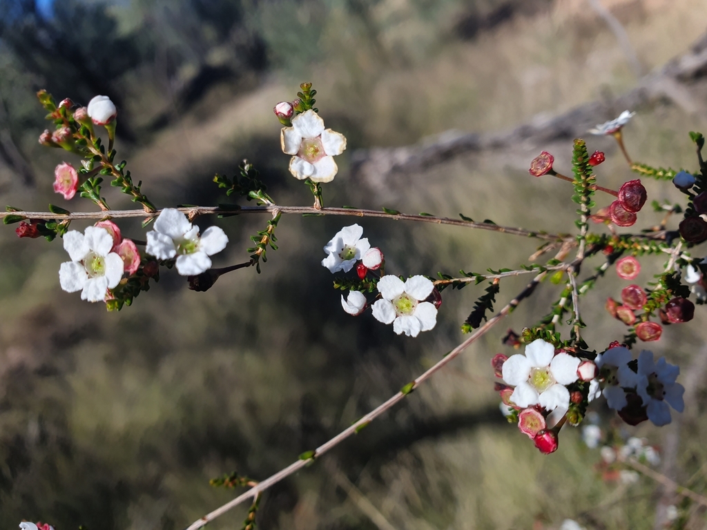Kardomia jucunda from Wallumbilla North QLD 4428, Australia on May 17 ...