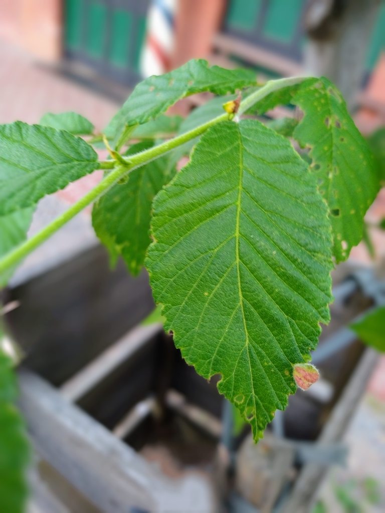 elms from Columbia, CA, US on May 15, 2024 at 07:33 PM by August Frisk ...