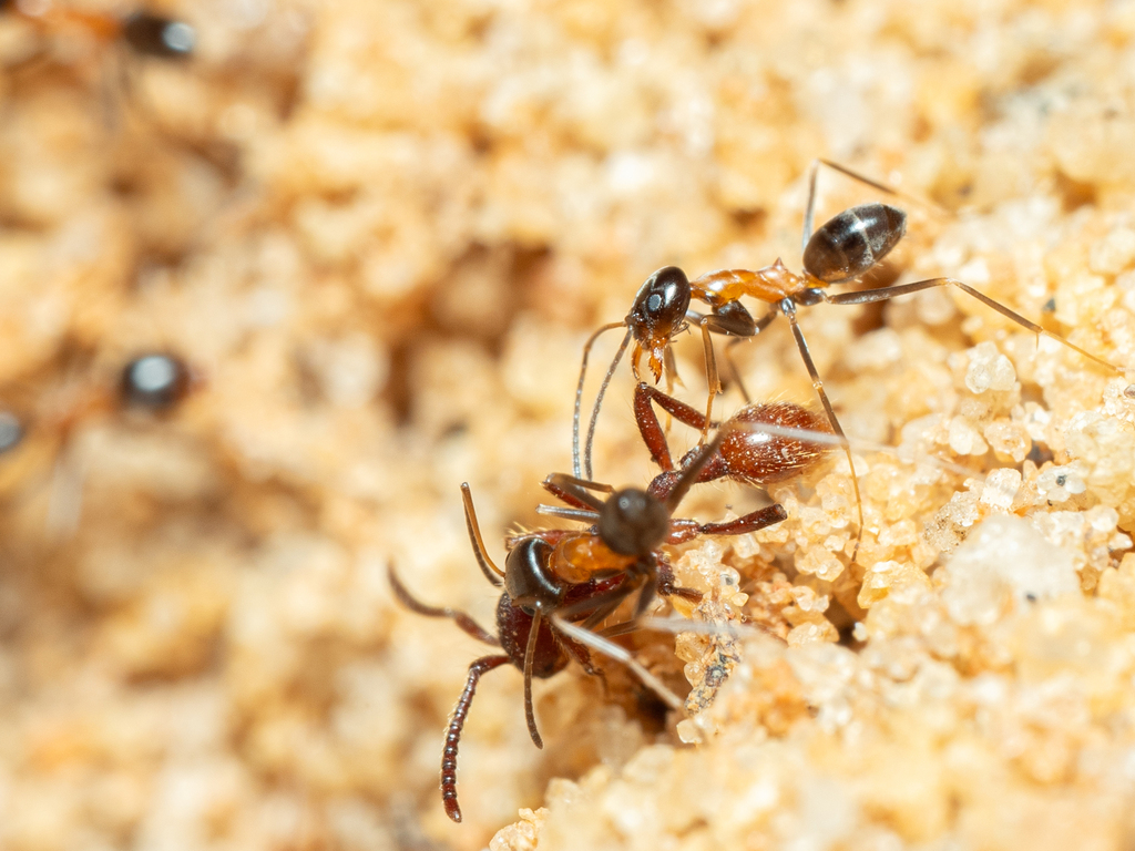 Yellow-chested Pyramid Ant in May 2024 by boingohamster · iNaturalist
