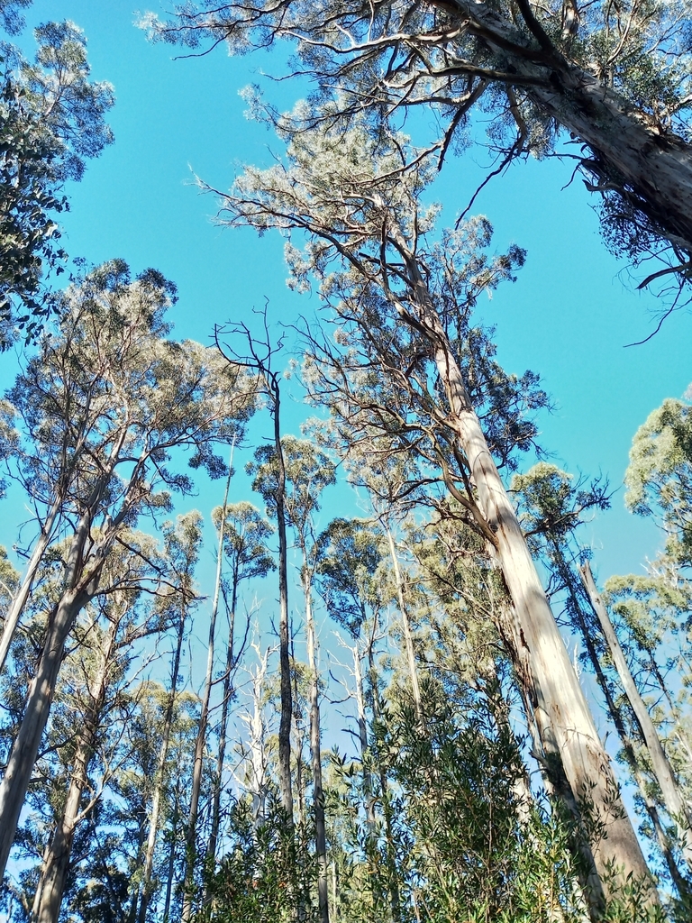 Australian Mountain Ash from Yarra Ranges - Pt B, Yarra Ranges, AU-VI ...