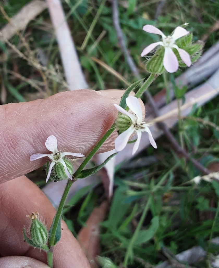 Small-flowered Catchfly from Lidsdale NSW 2790, Australia on May 16 ...