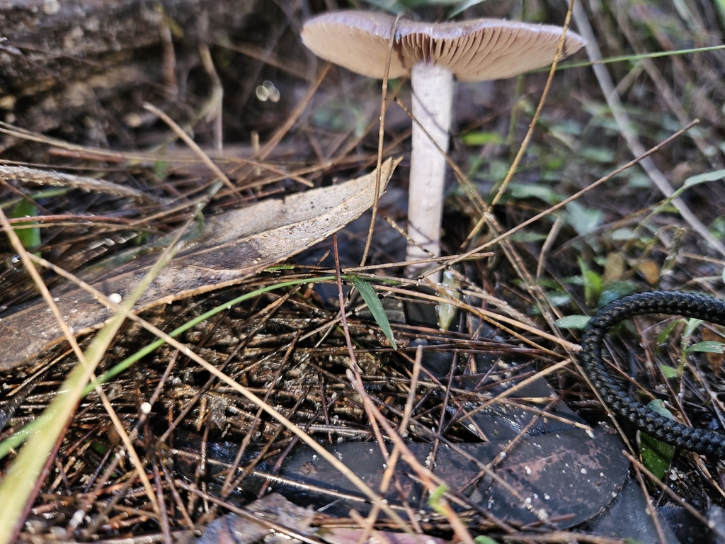 Thaxterogaster submagellanicus from 83WV+V8 Berowra Valley National ...