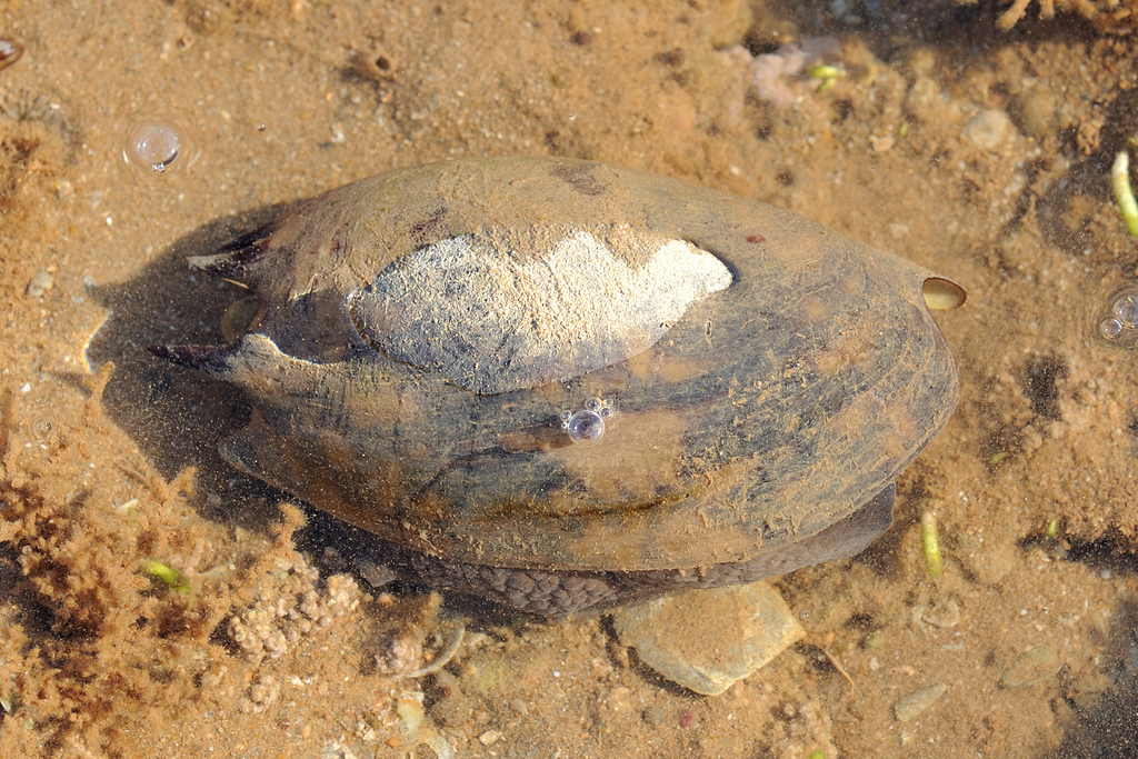 Melon Shell from Port Hedland on May 12, 2024 at 08:08 AM by dorisreef ...