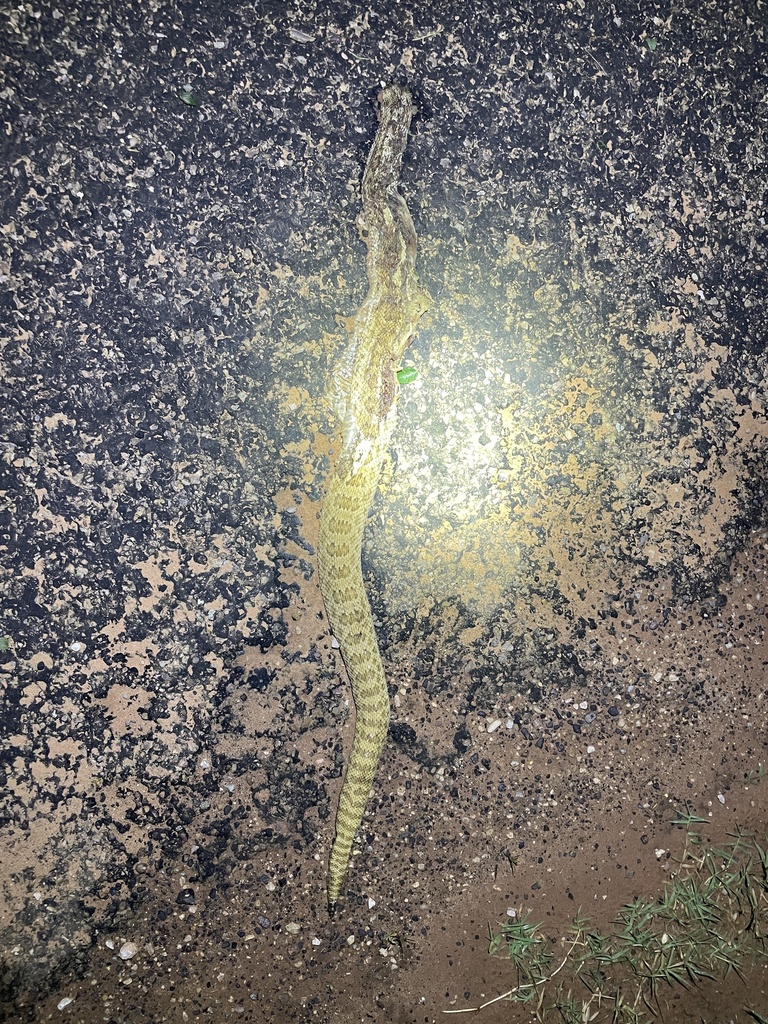 Prairie Rattlesnake from FM-2195, Morton, TX, US on May 17, 2024 at 12: ...