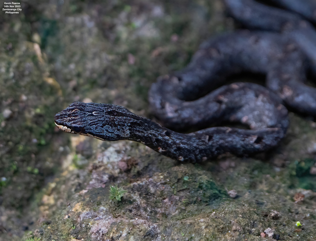 Common Mock Viper from Zamboanga, Philippines on November 14, 2023 at ...