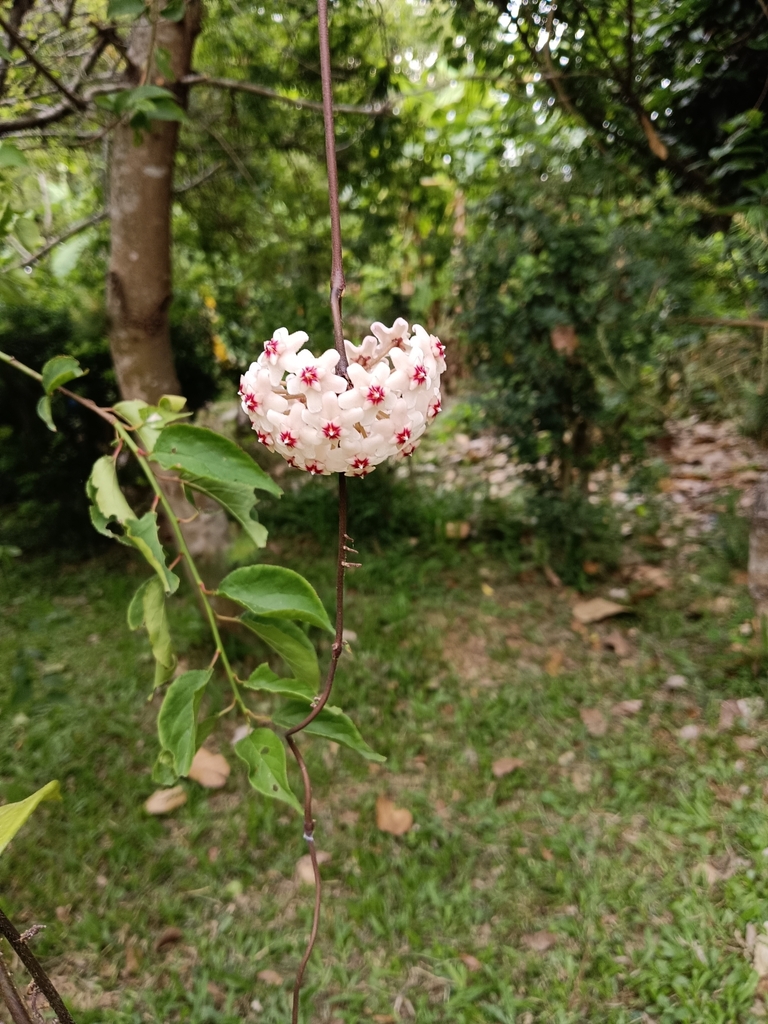 wax plant from Changhua, TW-TA, TW on May 17, 2024 at 04:07 PM by 279農場 ...