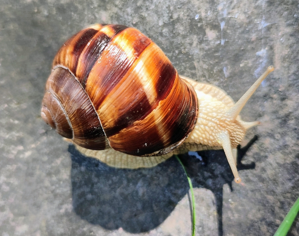 Turkish Snail from Chiswick, London, UK on May 17, 2024 at 09:26 AM by ...