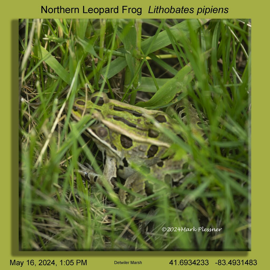 Northern Leopard Frog from Toledo, OH, USA on May 16, 2024 at 01:05 PM ...
