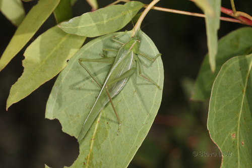 Observation field: Sorting the Australian Phaneropterinae · iNaturalist ...