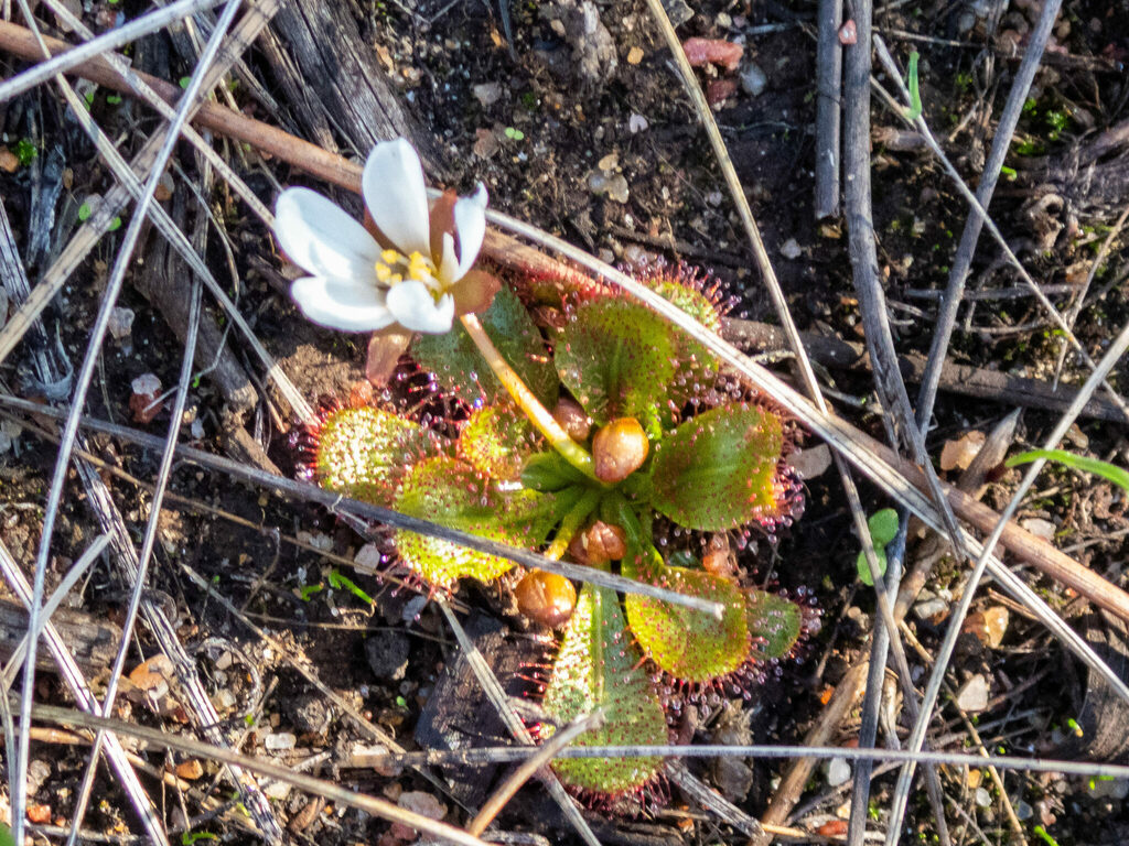 Drosera tubaestylis from Darkan WA 6392, Australia on May 17, 2024 at ...