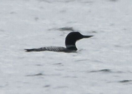 Common Loon from Tompkins County, NY, USA on May 13, 2024 at 03:30 PM ...
