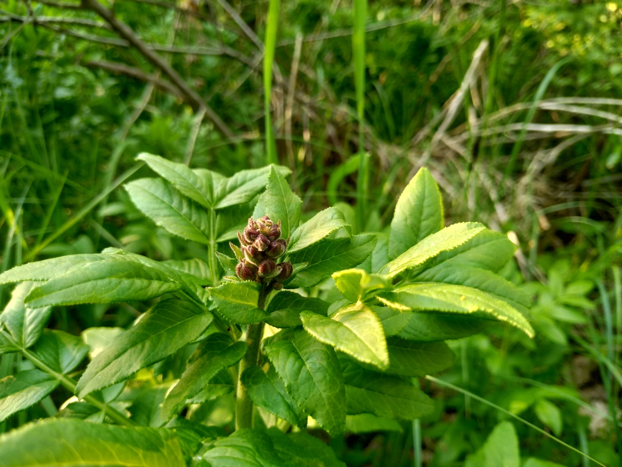Dictamnus angustifolius G.Don ex Sweet