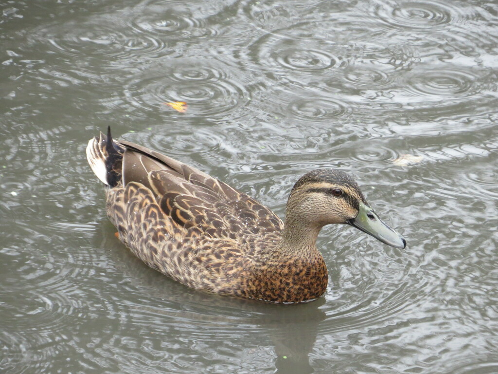 Mallard from Sydney NSW, Australia on June 19, 2021 at 01:46 PM by ian ...