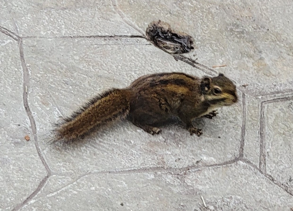 Swinhoe's Striped Squirrel from Meishan, CN-SC, CN on May 17, 2024 at ...