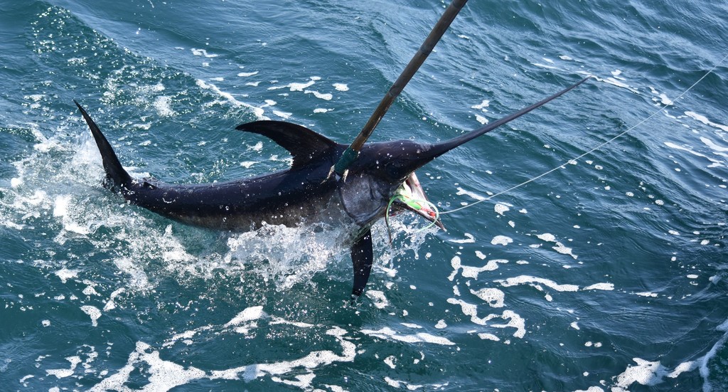 Broadbill Swordfish (Xiphias gladius) - Marine Life Identification