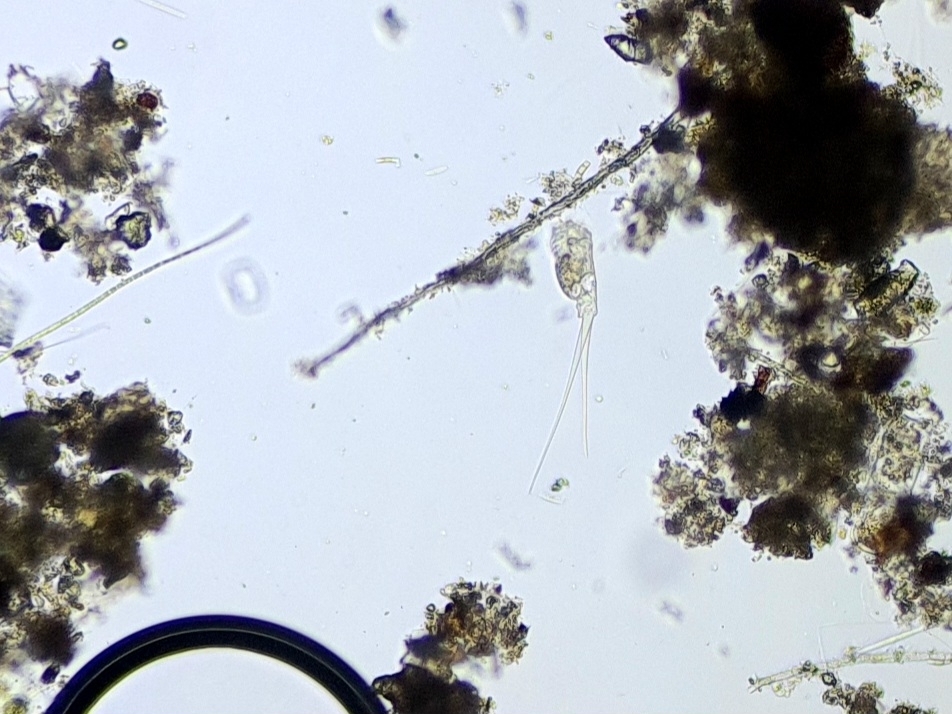 Monommata from 50023 Impruneta, Metropolitan City of Florence, Italy on ...