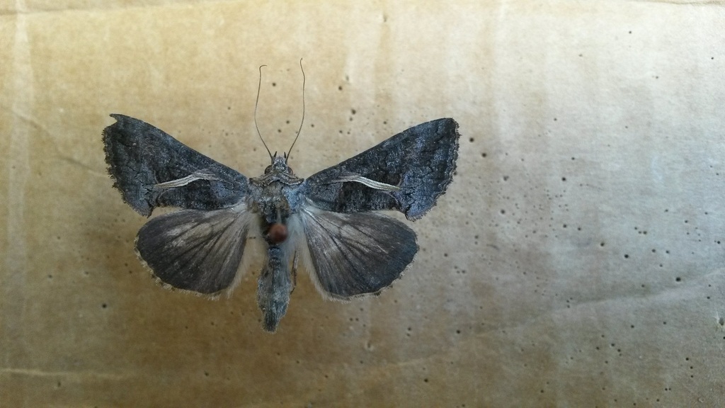 Eastern Streaked Plusia from Thames, New Zealand on May 12, 2024 at 03: ...