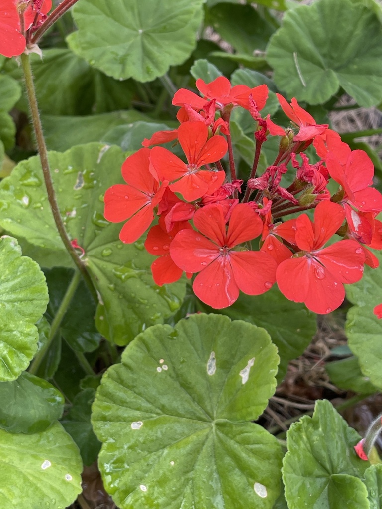 garden geranium from Jaime Moniz secondary school, Funchal, Madeira, PT ...