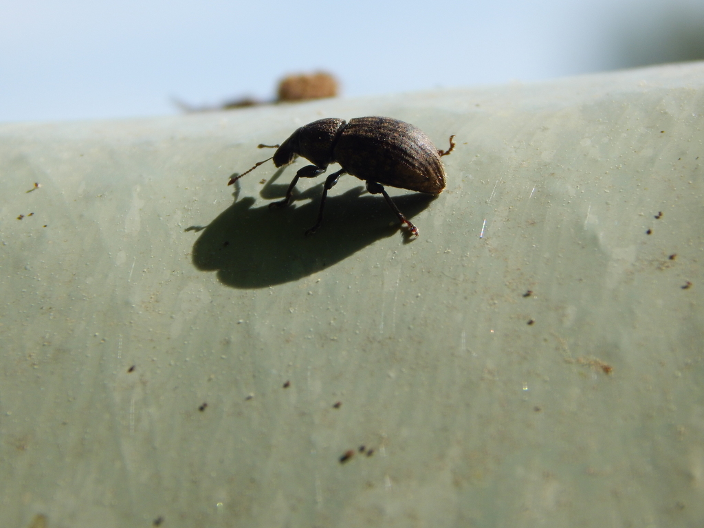 Ground Weevil from 36 Nentershausen, Deutschland on May 11, 2024 at 11: ...