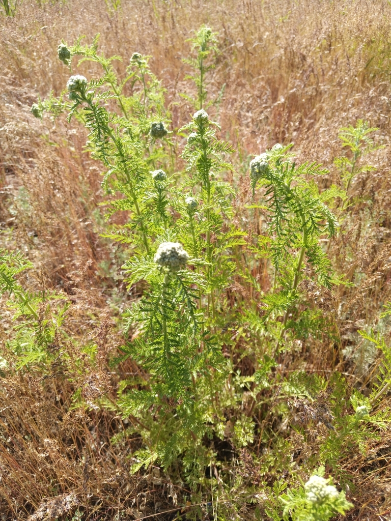 Noble Yarrow from Актобе, Казахстан on May 17, 2024 at 04:04 PM by ...