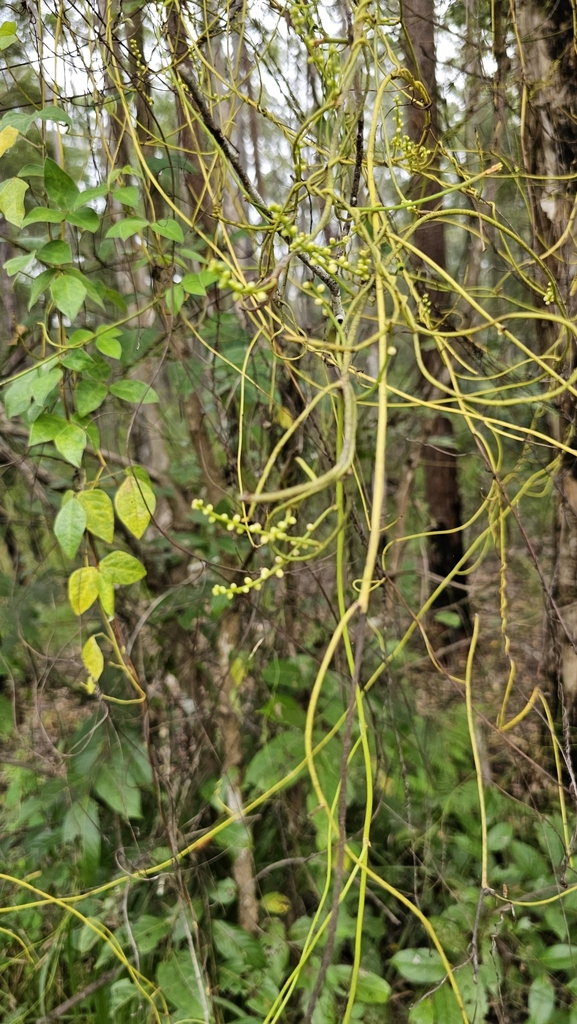 Dodder Laurels from Landsborough QLD 4550, Australia on May 17, 2024 at ...