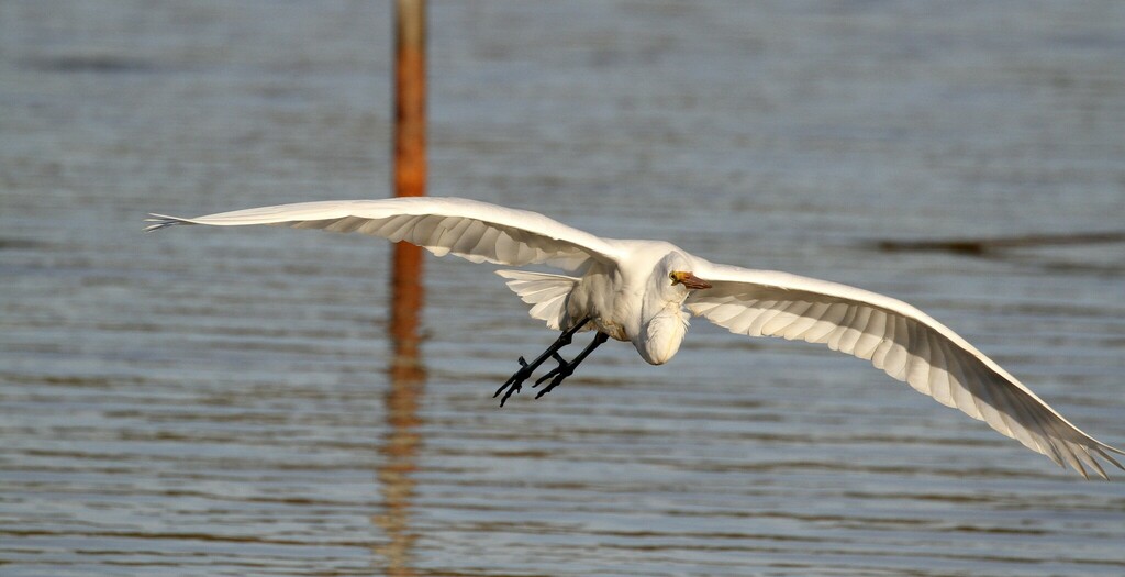 Great Egret from Caloote SA 5254, Australia on May 13, 2024 at 04:10 PM ...