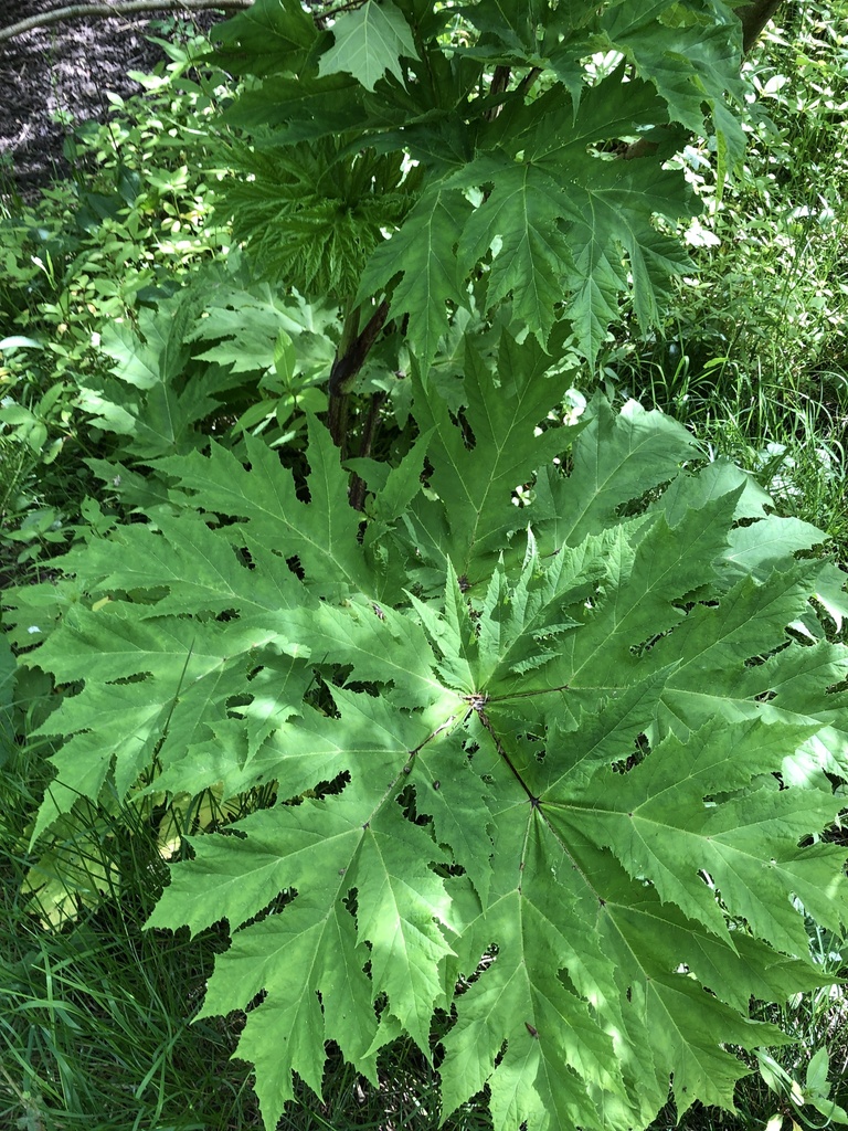 Giant Hogweed from Moses Gate Country Park, Bolton, England, GB on May ...