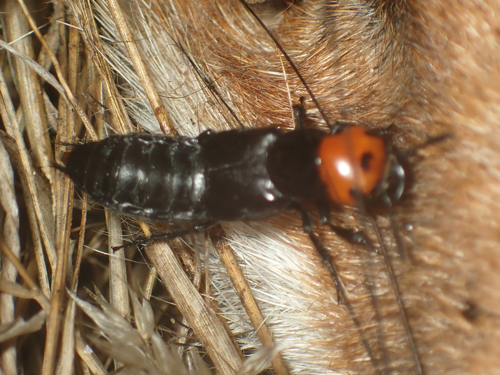 Devil's Coach Horse from Flaxman Valley SA 5235, Australia on May 17 ...