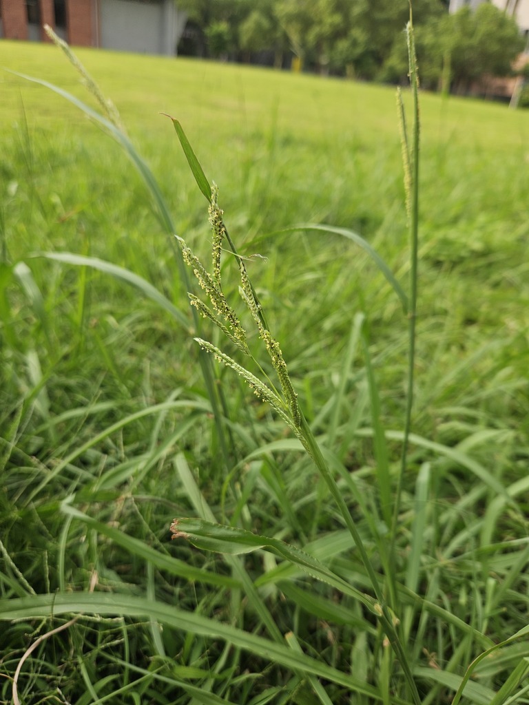 Vasey Grass from 台灣臺北 on May 17, 2024 at 04:49 PM by 胡正恆(Jackson Hu ...
