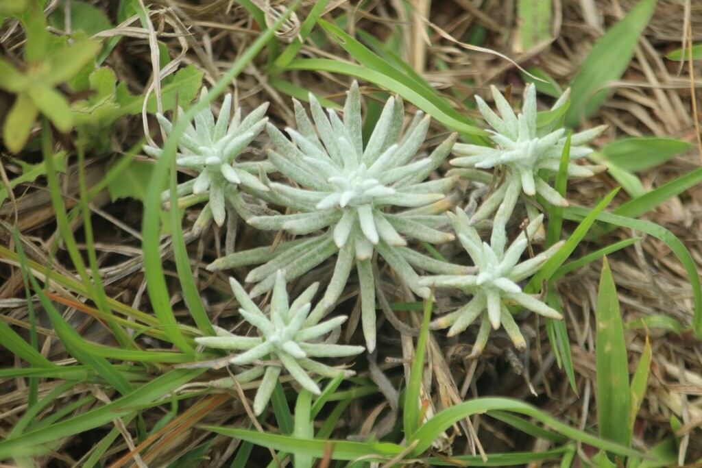 Everlasting-flowers from Kaimara, Karnataka 577101, India on May 9 ...
