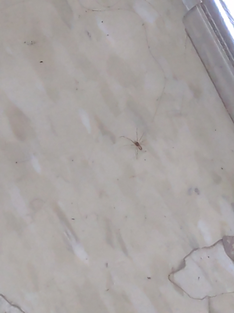 Comb-footed Spiders from Alexander Township, OH, USA on May 17, 2024 at ...