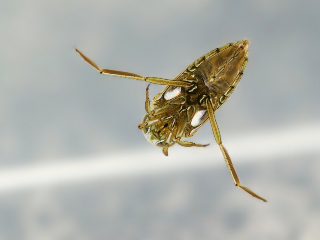 Enithares sinica from Taipei, TW-TP, TW on May 17, 2024 at 01:12 PM by ...