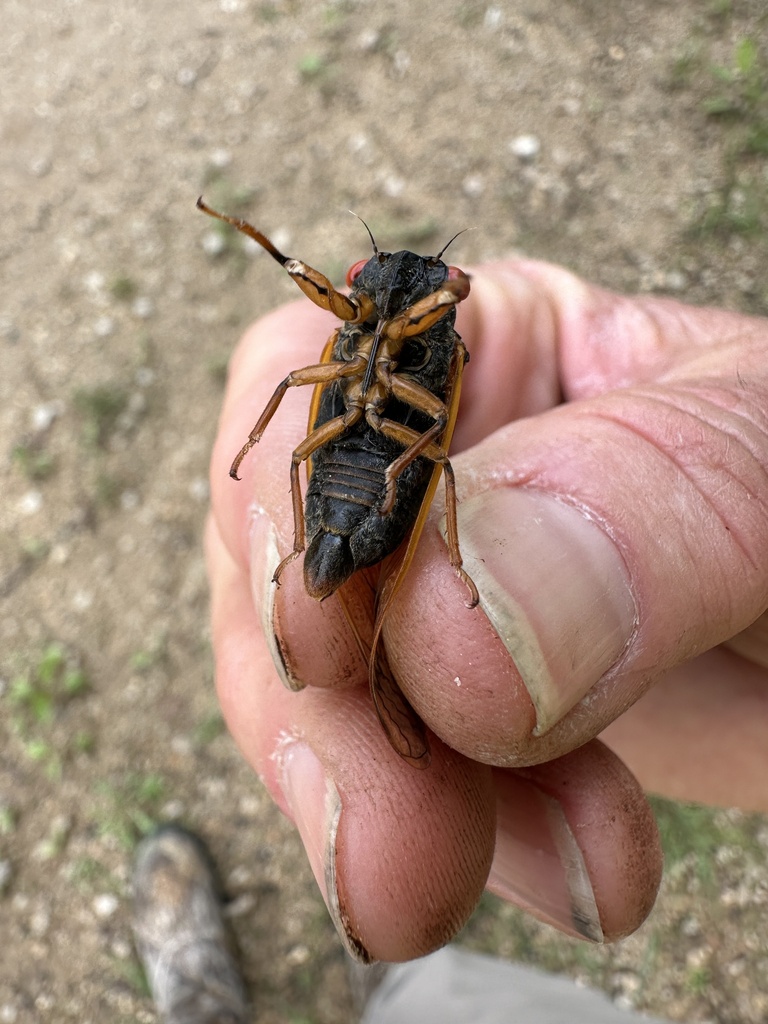 Periodical Cicadas from County Road Nn-526, Winona, MO, US on May 15 ...