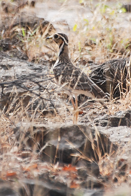(Rhinoptilus cinctus mayaudi) - Avian Discovery