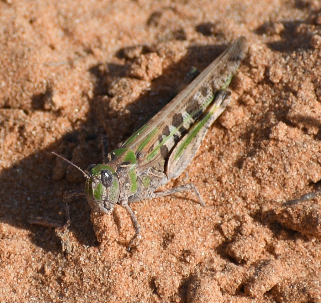 Australian Plague Locust from Wentworth NSW 2648, Australia on May 16 ...