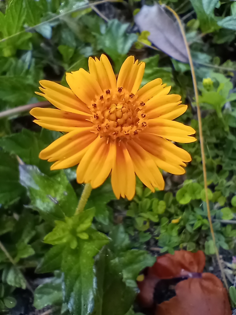 trailing daisy from Smith's Point Freeport Grand Bahama FREEPORT Grand ...