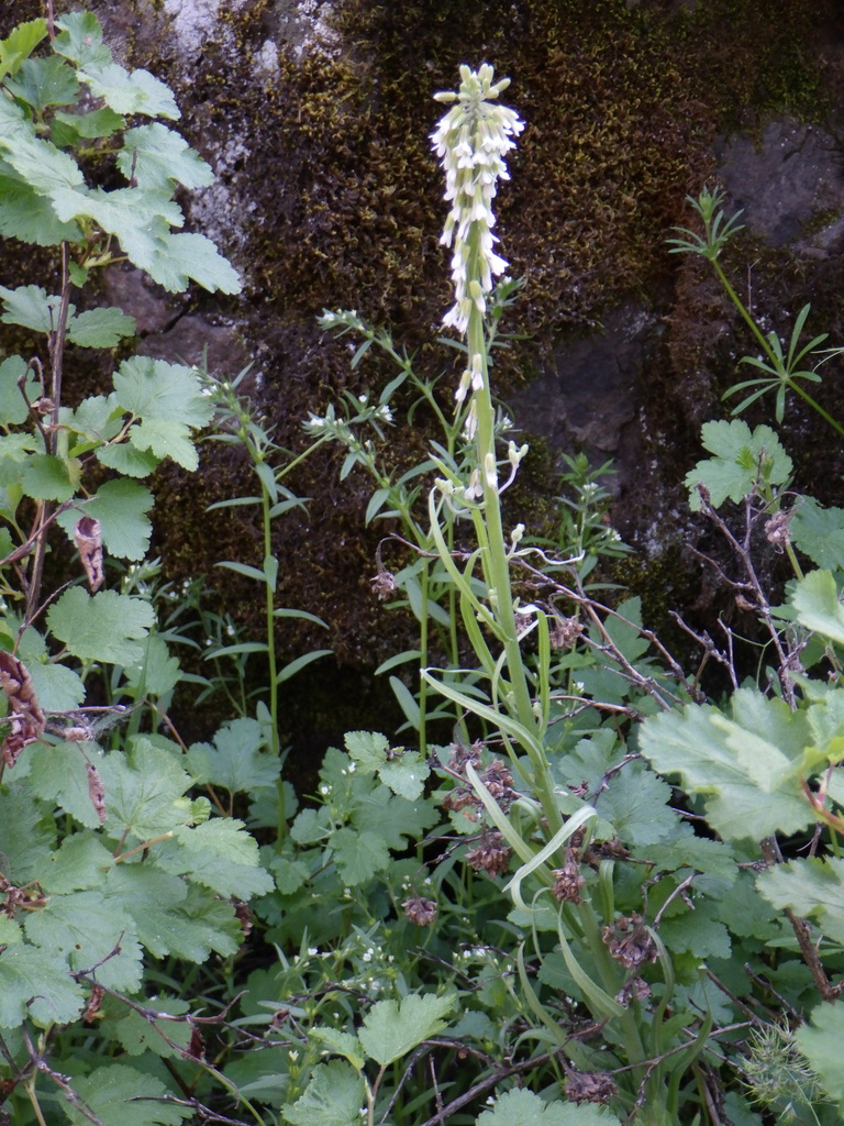Reflexed Rockcress from Cliff/Cannon, Spokane, WA, USA on May 14, 2024 ...