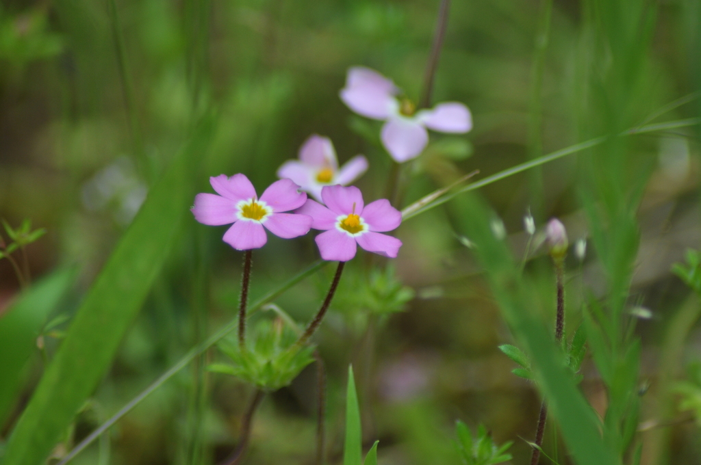 false babystars from Humboldt County, US-CA, US on May 25, 2016 by ...