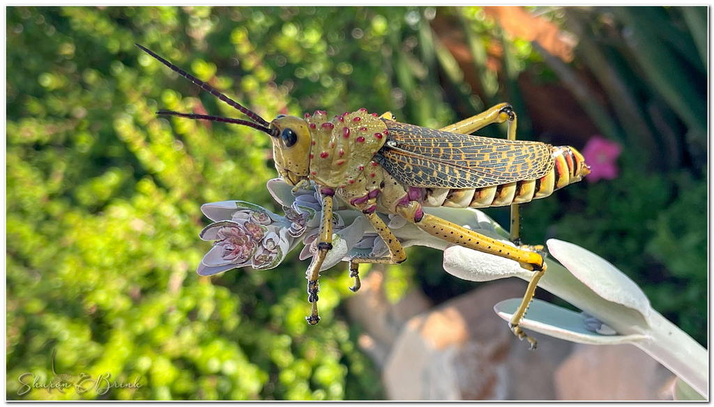 Redwart Milkweed Locust from Khomas Region, Namibia on April 8, 2024 at ...