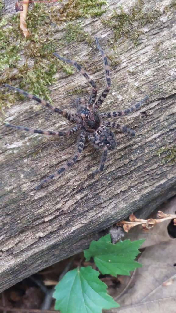 Dark Fishing Spider from Erie, PA 16506, USA on May 17, 2024 at 10:03 ...