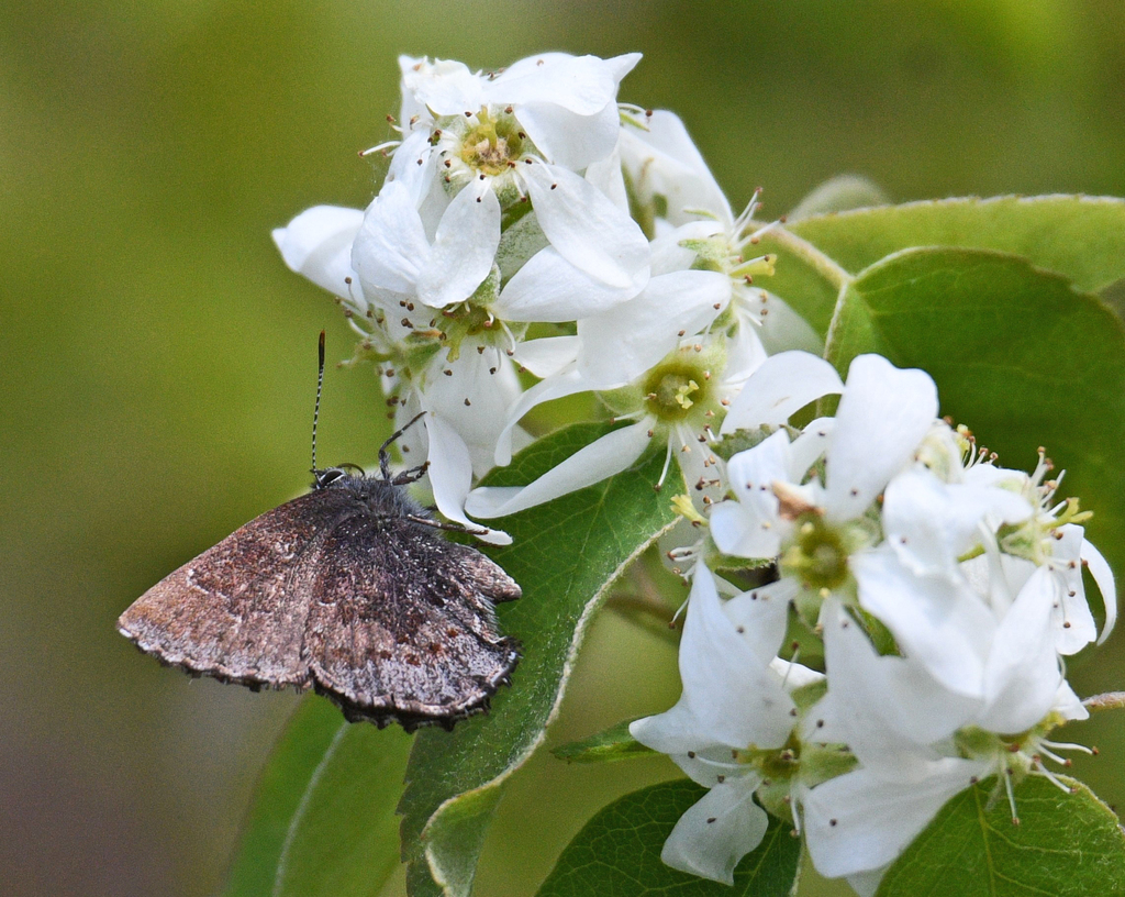 Hoary Elfin from Peterborough County, ON, Canada on May 16, 2024 at 01: ...