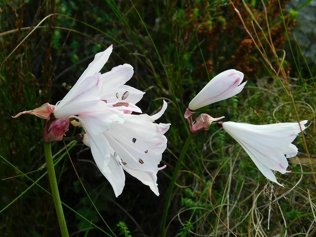 Demure Nerine in May 2024 by Klaus Wehrlin. 2024 05 15 Chicken Rock ...