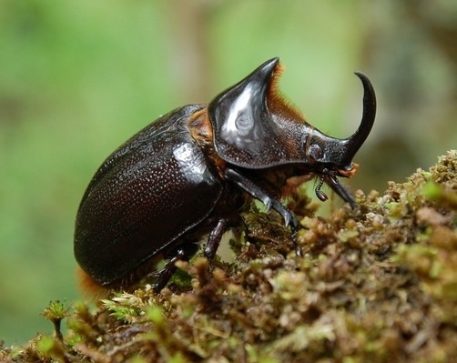 Heterogomphus schoenherri from Quito Metro, Ecuador on May 2, 2010 at ...