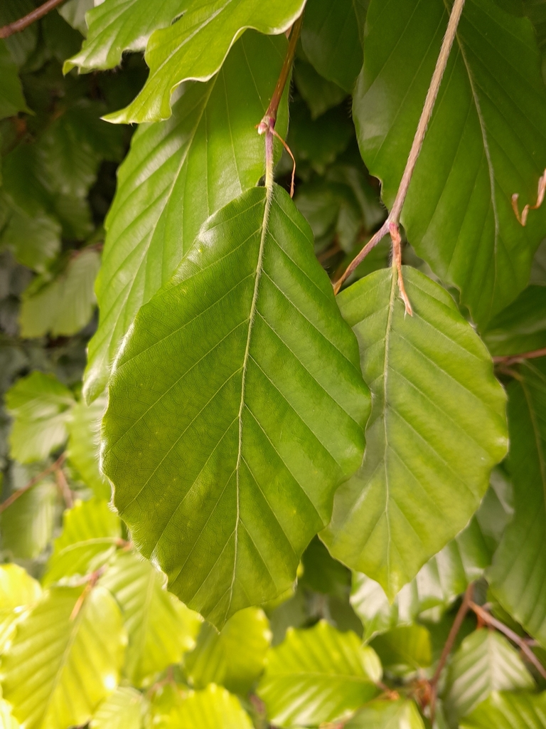 European beech from Stafford ST17 0XS, UK on May 17, 2024 at 03:30 PM by Sue Kneill-Boxley ...